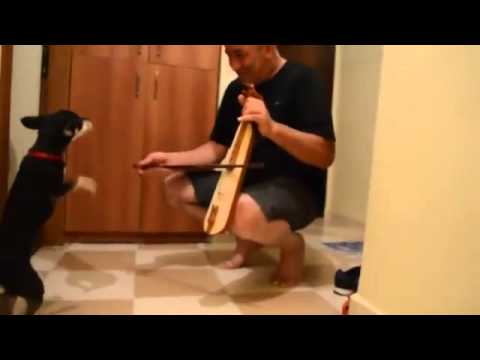 kemençe sesine oynayan köpek :D komik