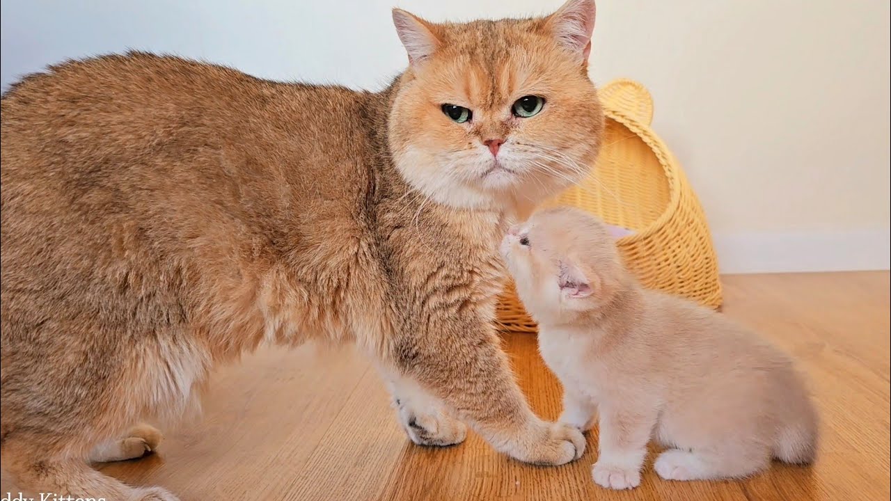 The Cat William meets his daughter Vanilla for the first time - YouTube