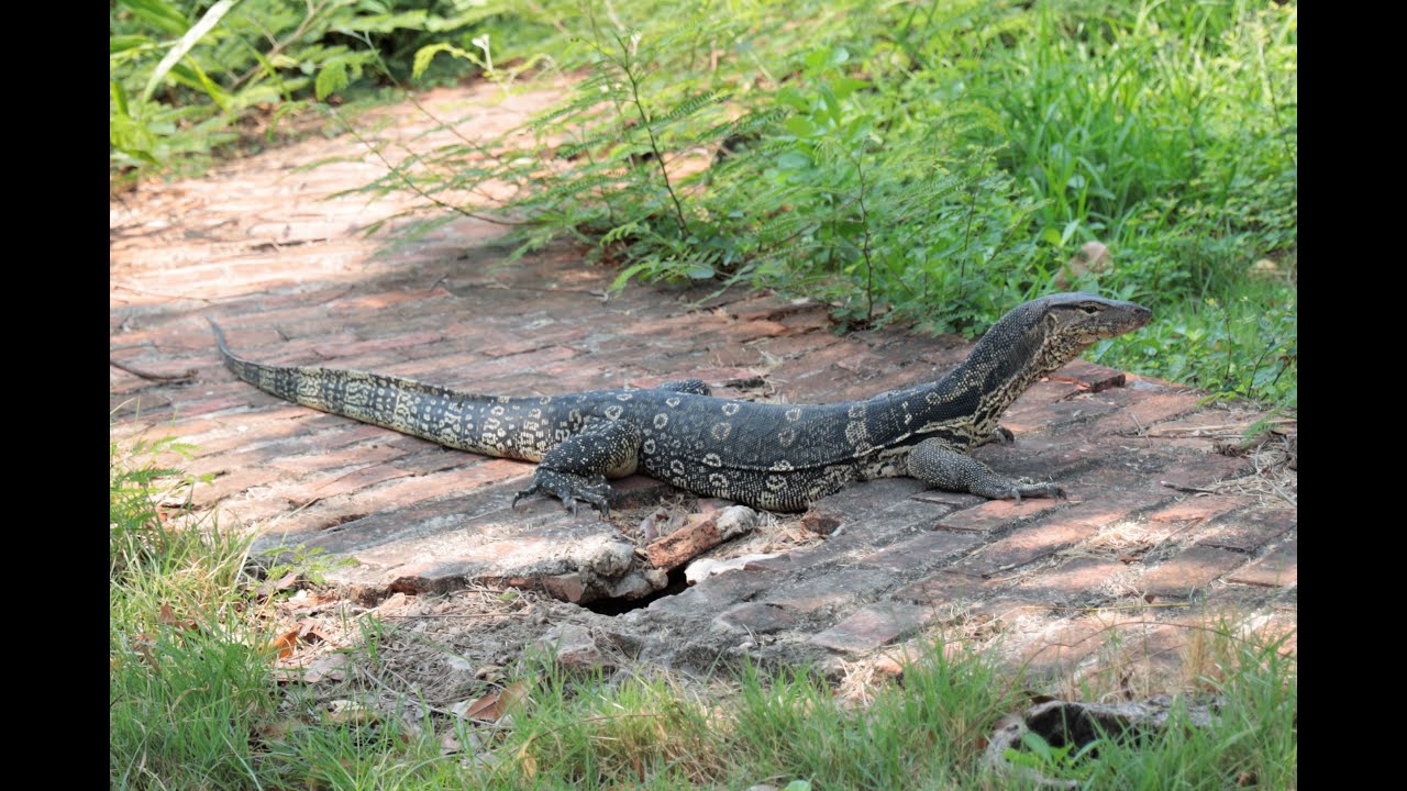 Two-meter monitor lizard. - YouTube