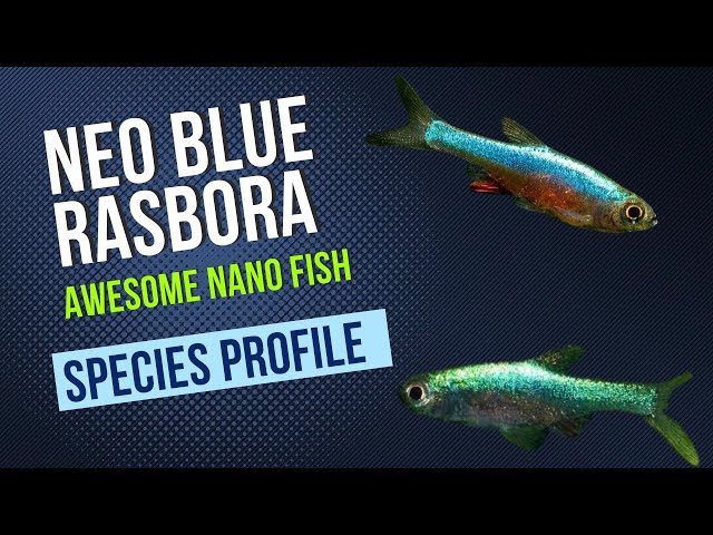 Blue Neon Dwarf Rasbora