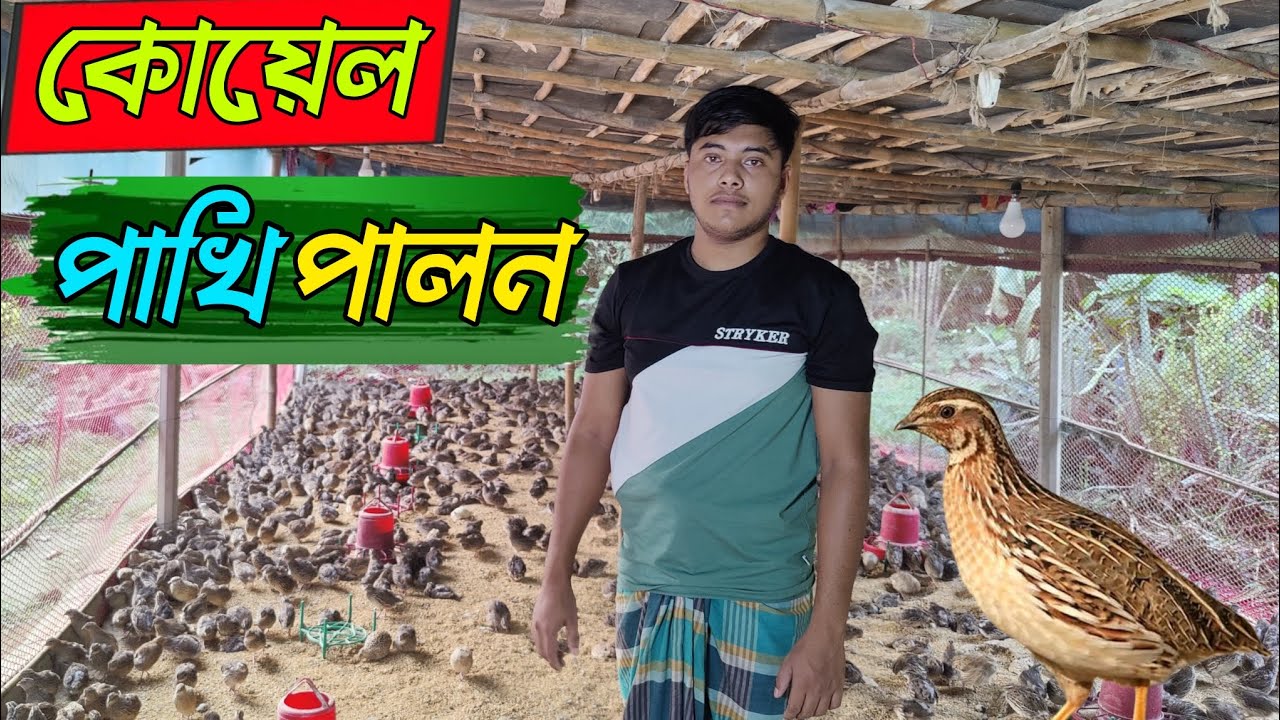 মাদ্রাসা ছাত্রের কোয়েল পাখির খামার || কোয়েল পাখি পালন || Sonali ...