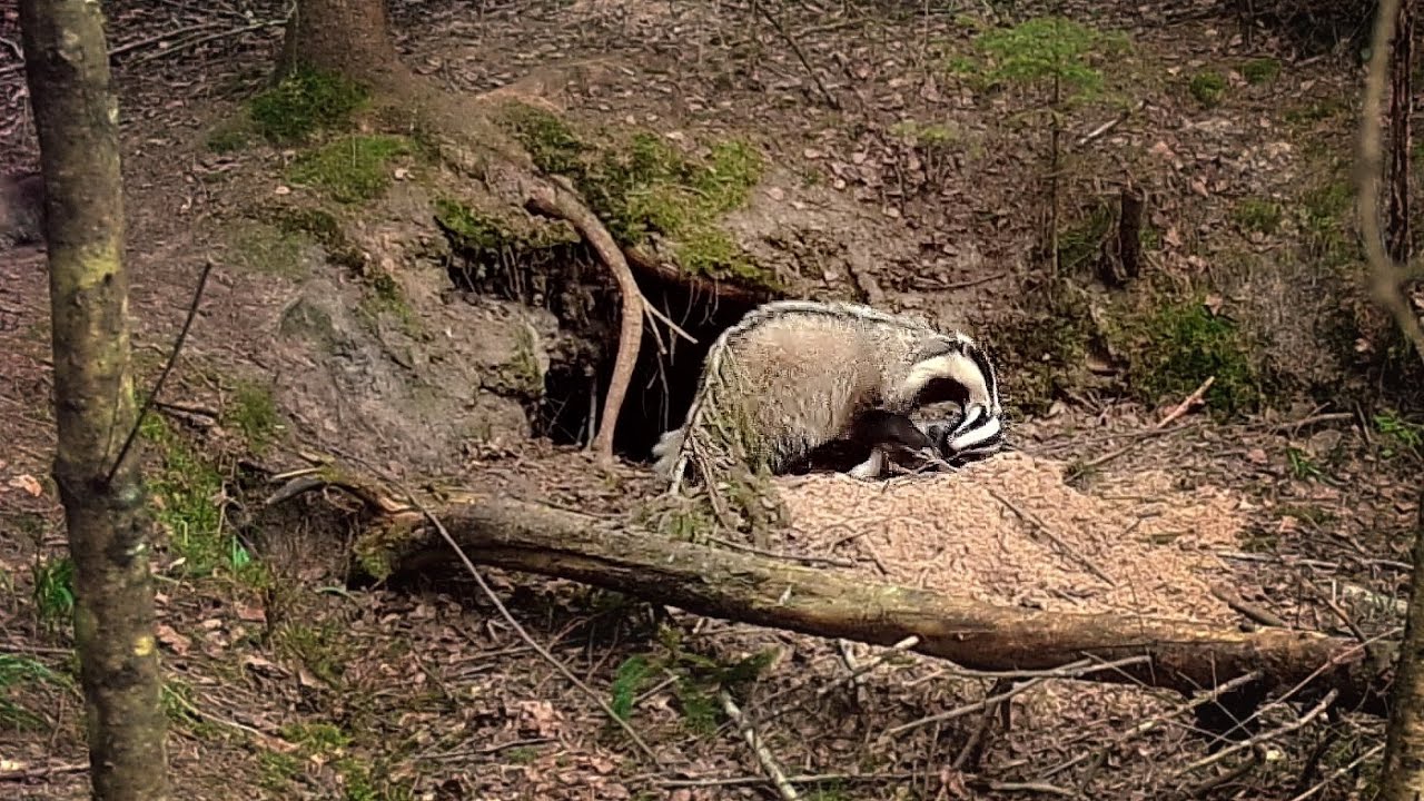 Narrow escape: Wolf vandalizes badger sett with badger cubs inside ...