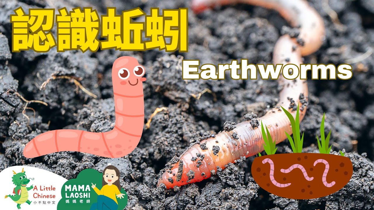 All about Earthworms | Vocabulary in Chinese | Learn Chinese for Kids ...