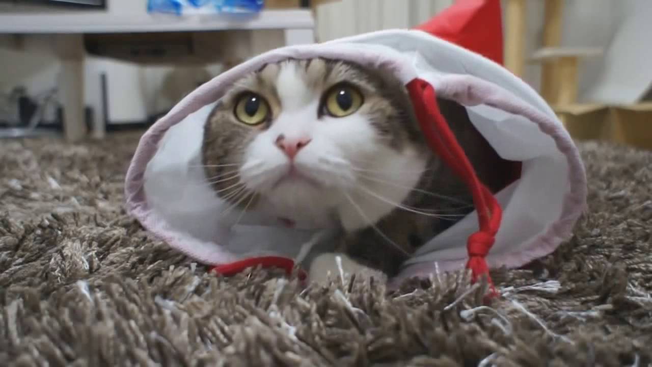 Super duper funny cat.. LMFAOOOO... - YouTube