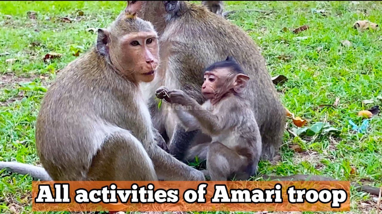 How many members exactly nowadays in this troop monkeys Amari ? - YouTube