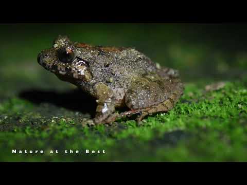 Rice Frog I Microhyla chakrapanii I Endemic frog I Andaman & Nicobar ...