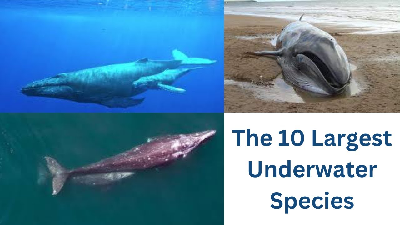 The 10 Largest Underwater Species / largest underwater species in the ...