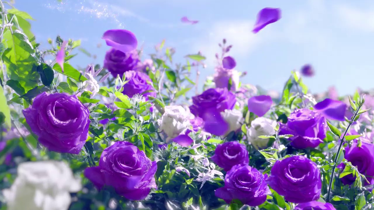 2020 Iklan Downy 'Allure' - Laudya Cynthia Bella - YouTube