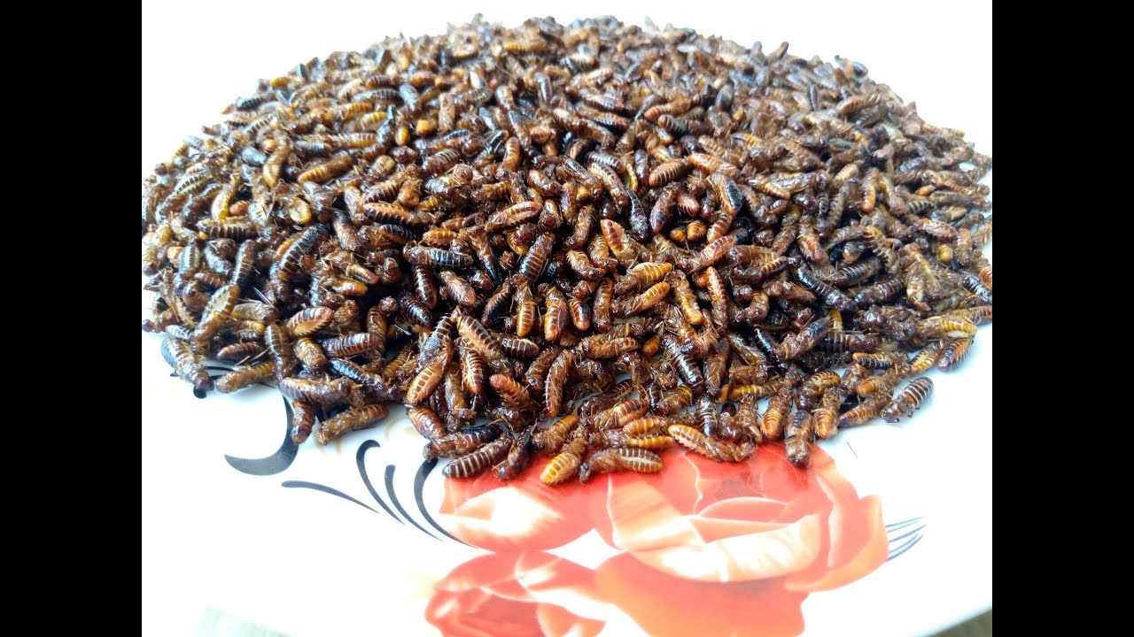 How To Fry Winged Termites (Ngog) For Food/Frying Winged Termites For ...