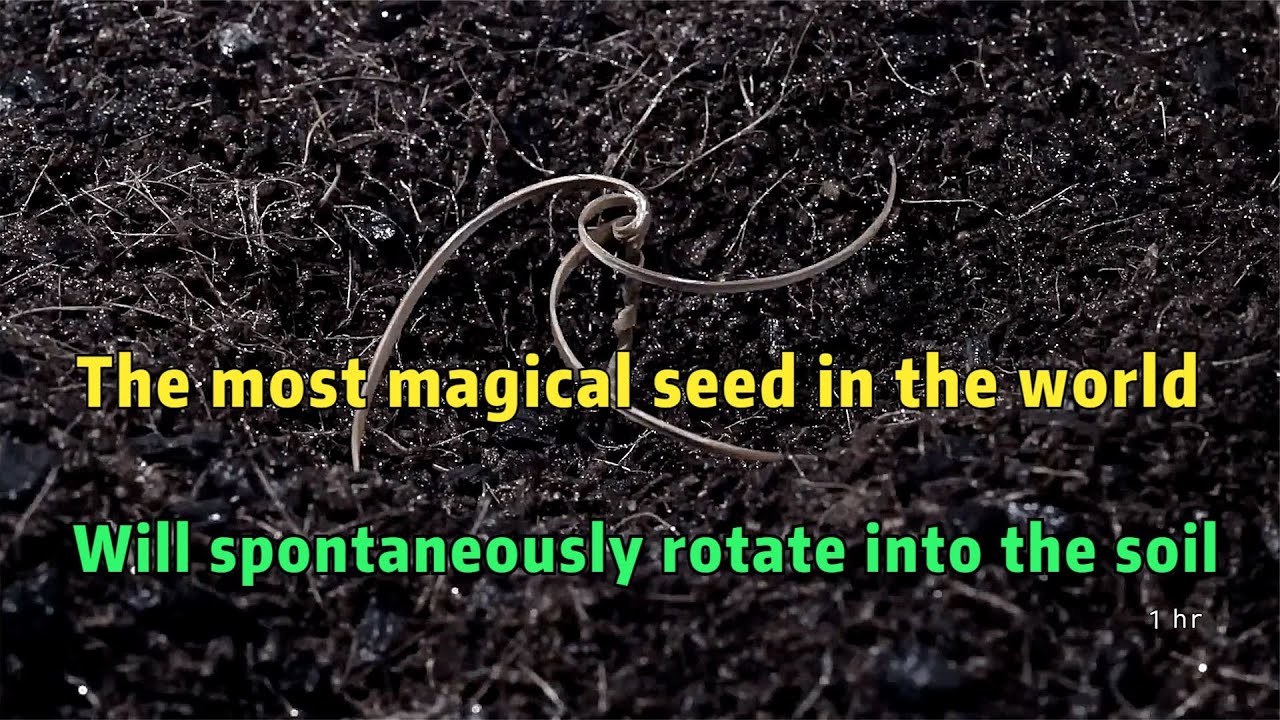 The most magical seed in the world！ - YouTube