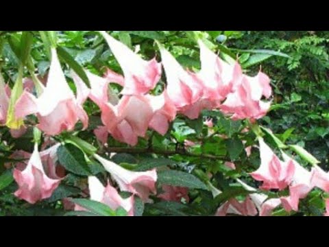 311. दुर्लभ गुलाबी धतूरा फूल||unique pink colour Dhutra flower|| গোলাপী ...