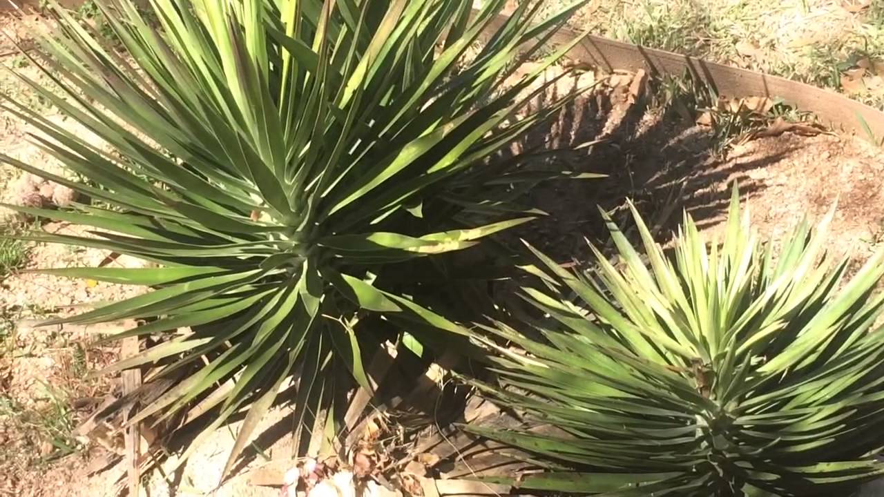 Yucca Aloifolia (Spanish Dagger) - YouTube