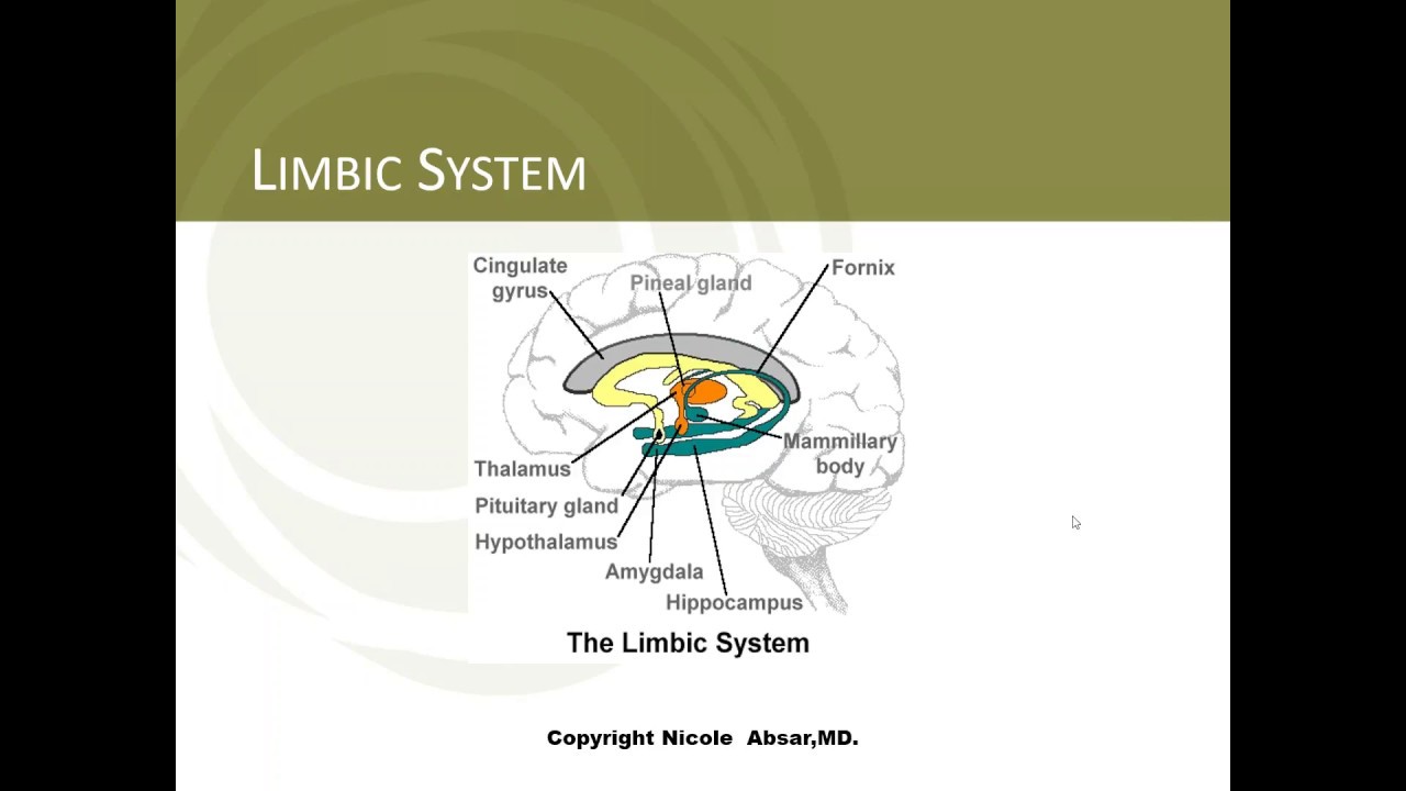 Neurocognitive Disorders Series - The Domains of Cognition Part 2 - YouTube