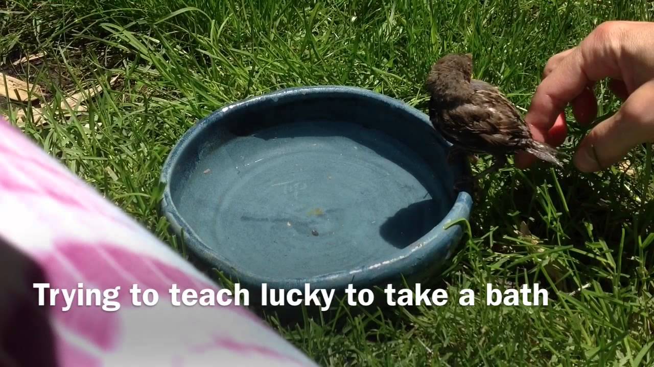 Baby bird rescue and release - YouTube