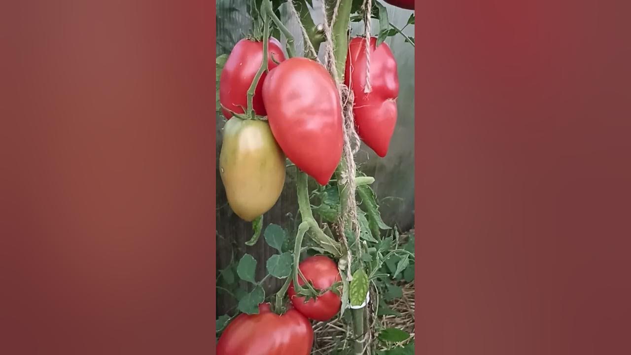 ТОМАТ СОРТОВОЙ - ДЕДУШКИНЫ МУДИ - YouTube