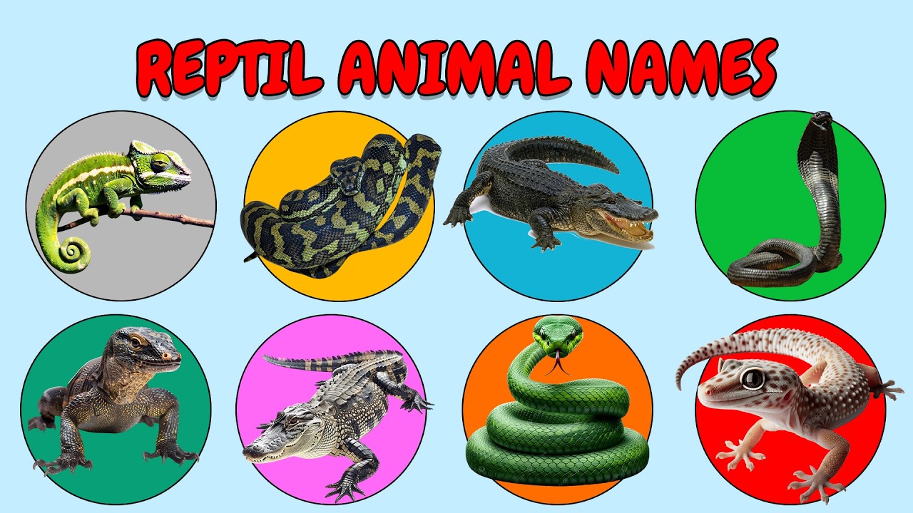 20+Reptile & Crawling Animals for Kids | Learn Reptiles & Crawling ...