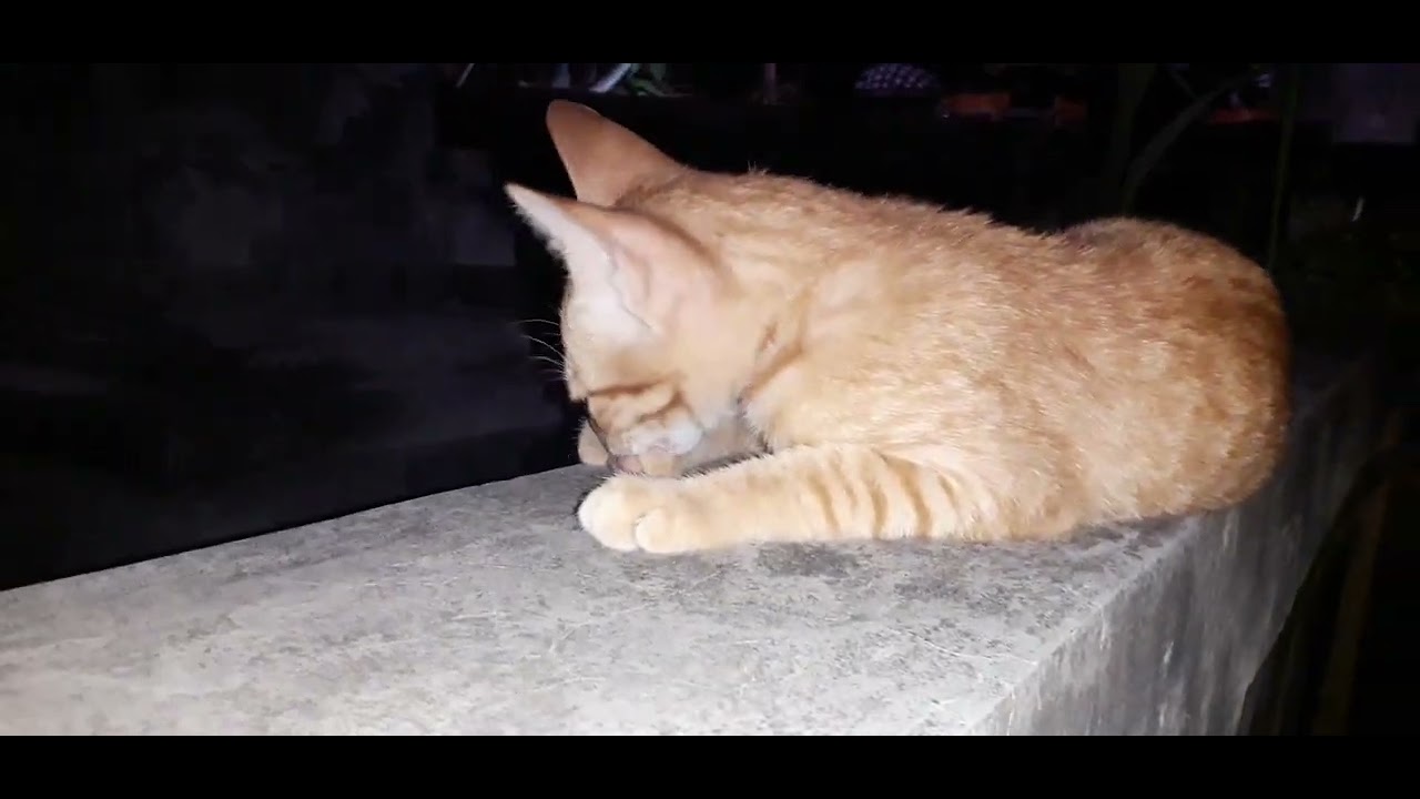 kucing malam - YouTube