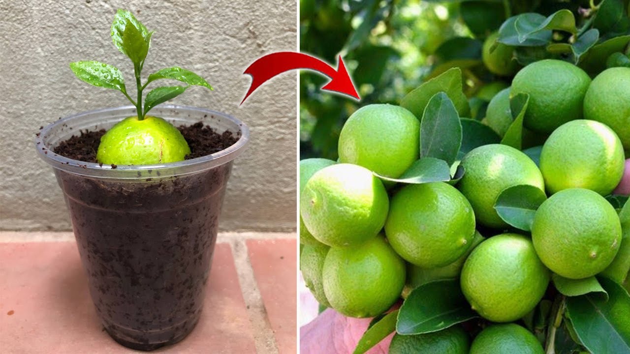 Tips to propagate the wrong lemon tree that bears fruit all year round ...