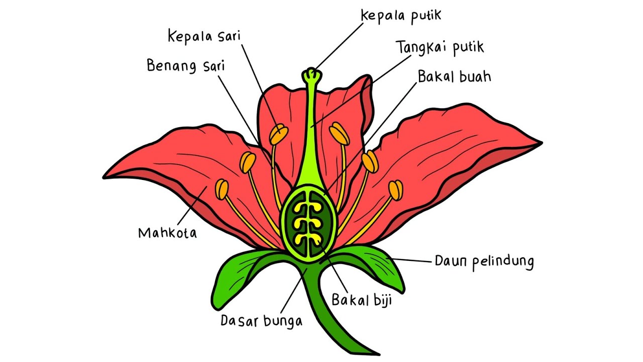 Cara menggambar bagian-bagian bunga yang mudah - YouTube