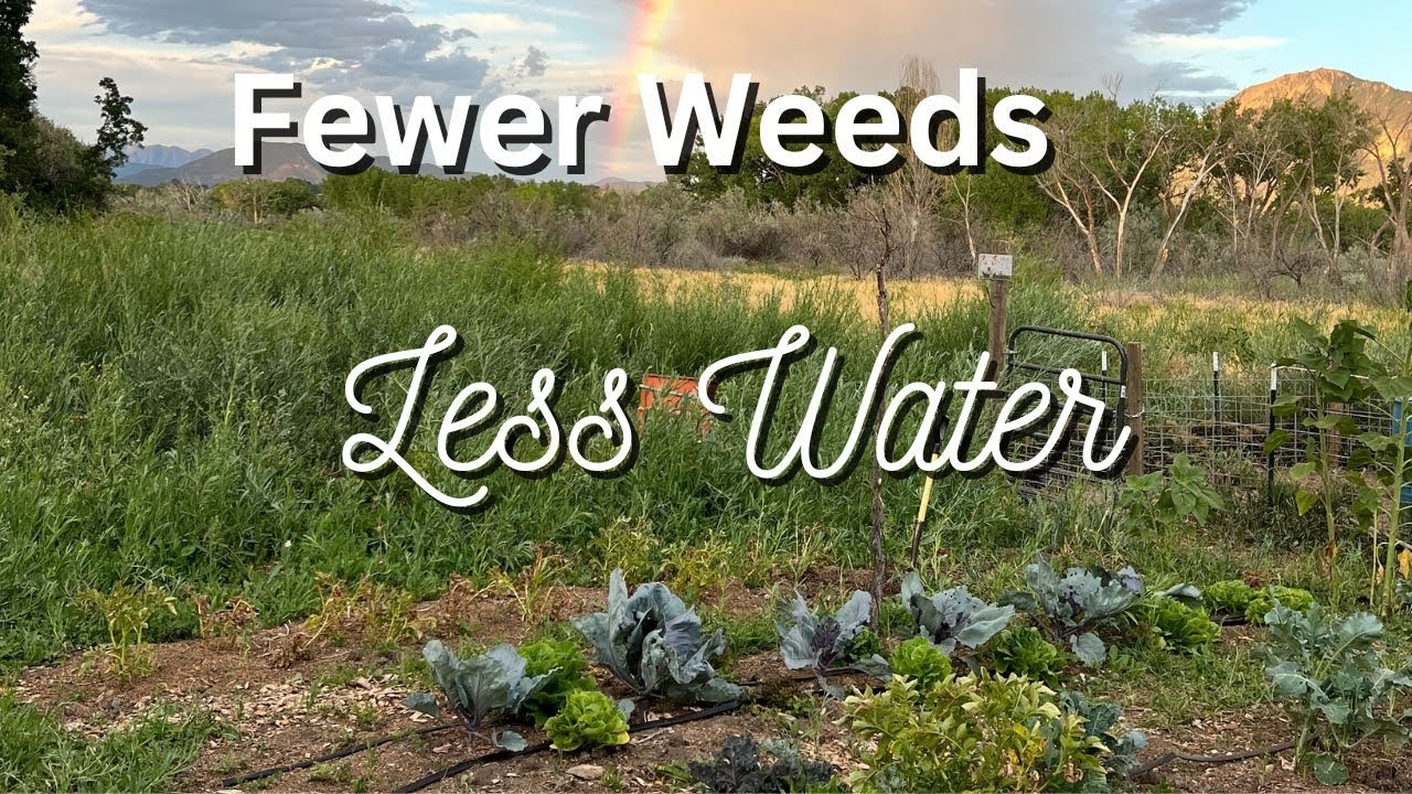 My Basic Drip Irrigation Setup - YouTube