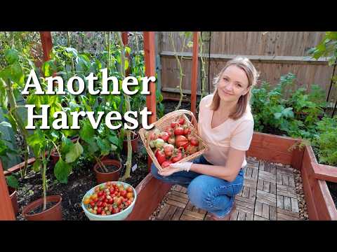 Another HUGE Tomato Harvest From My Small 15m² Kitchen Garden 🍅