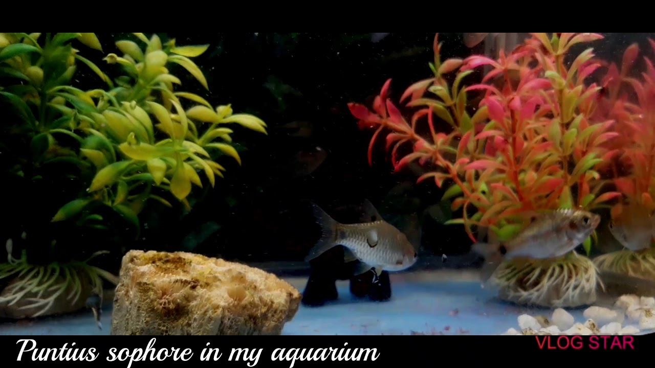 Puntius sophore in Aquarium | Fish Hobbyists | - YouTube