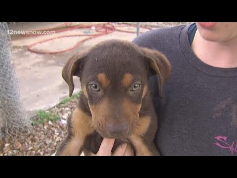 Crystal the pup needs her own family - YouTube