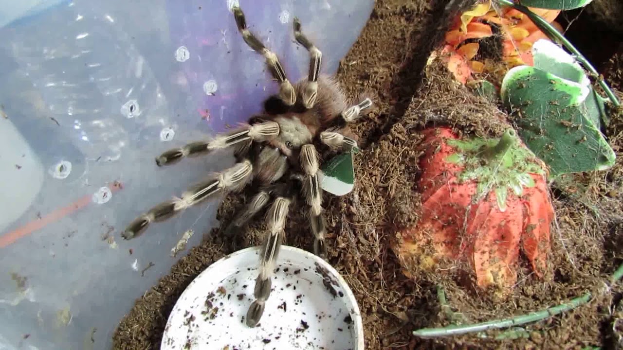 March 2018 Tarantula Feeding! - YouTube