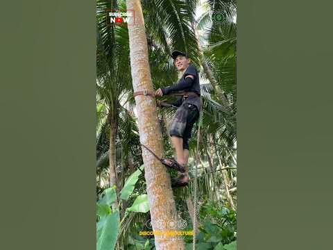 Amazing Coconut Tree Climbing Tool..! - YouTube