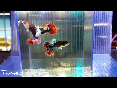 Dumbo Red Mosaic Fire Guppies - YouTube