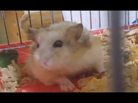 Hamster have a crush on another hamster (hamsters)