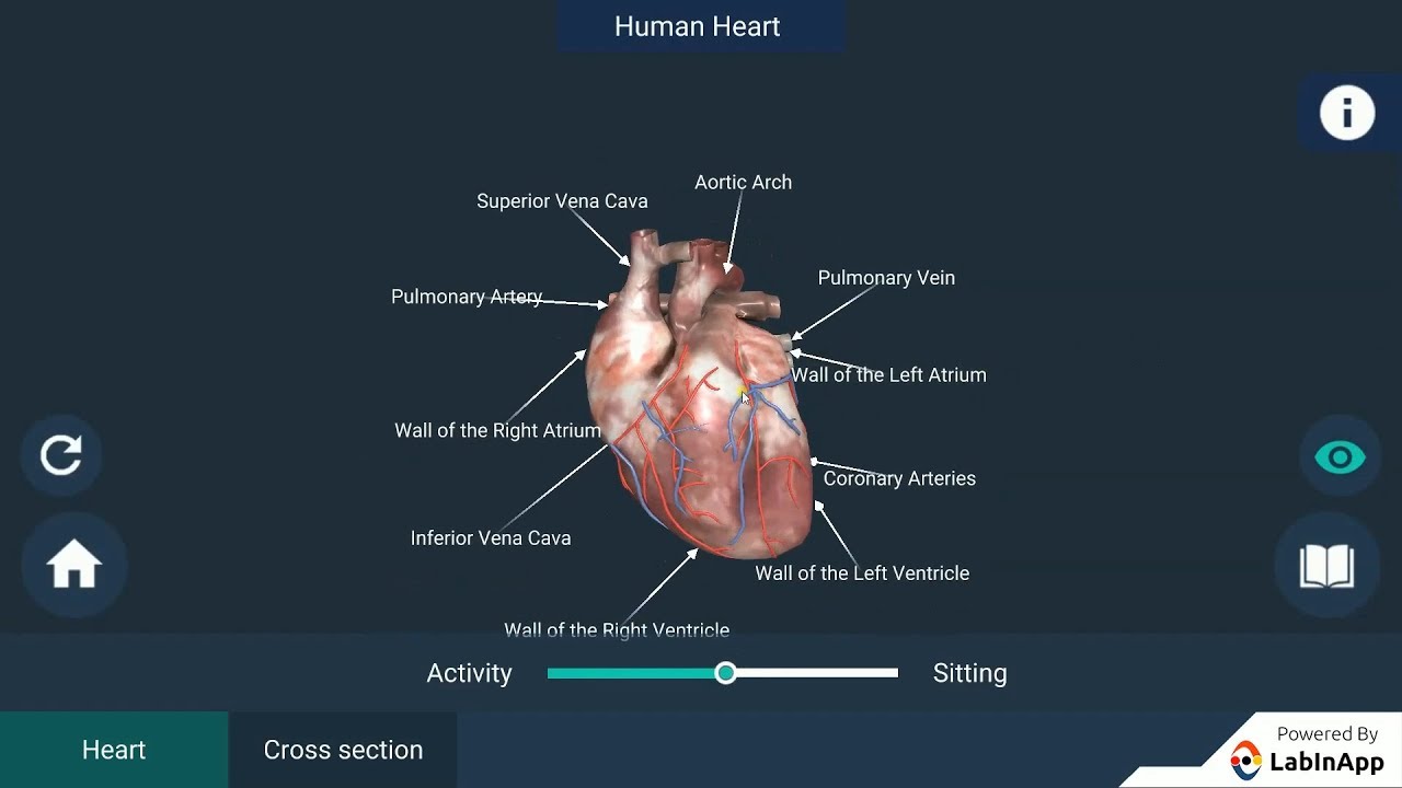 Transportation in Human Beings: Human Heart - YouTube