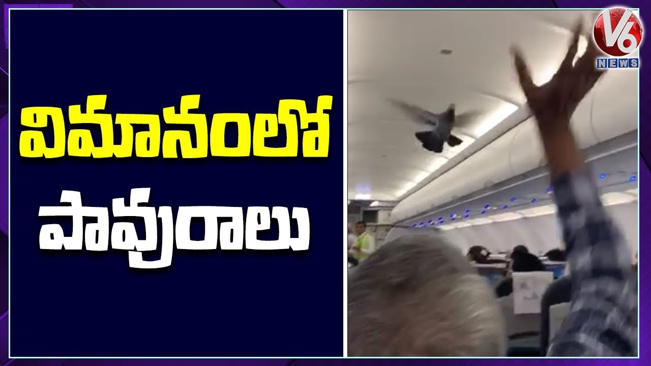 Pigeons Spotted Inside GoAir Flight In Ahmedabad | V6 News - YouTube