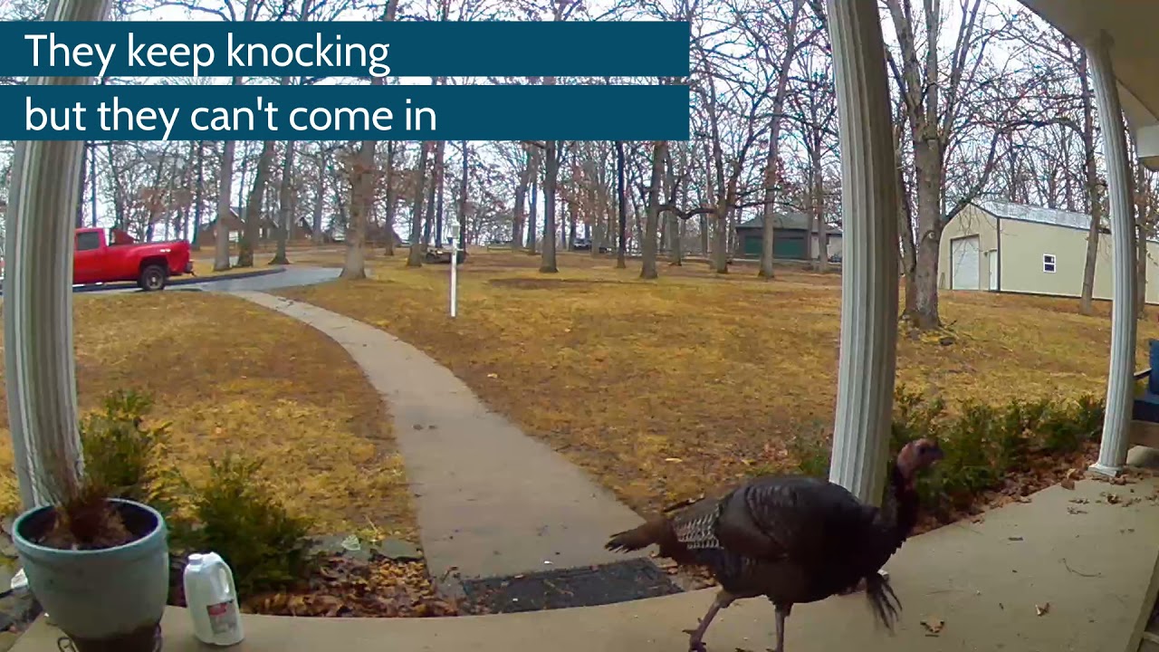 Good Morning from the Turkeys. - YouTube