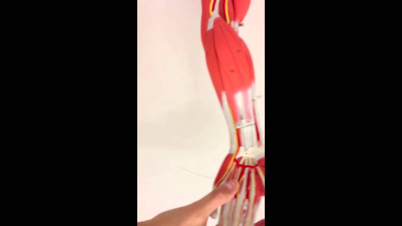 Upper Extremity Muscles on Model - YouTube