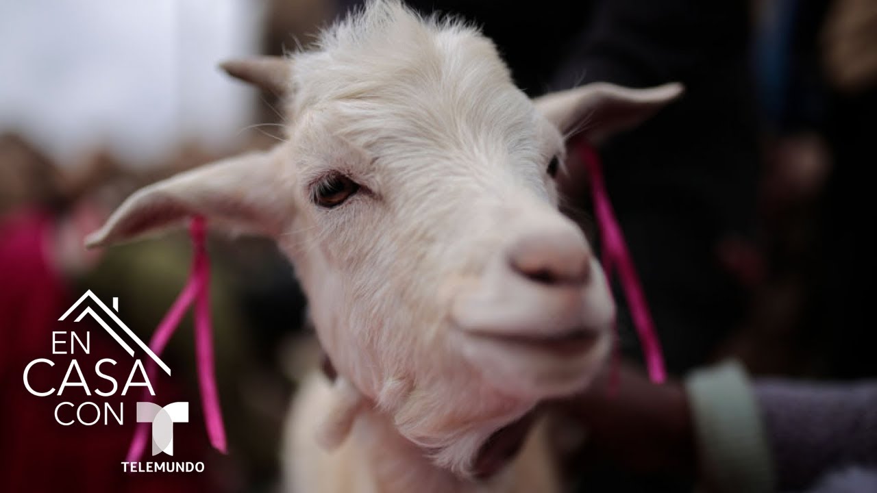 Cabras dan terapia para el estrés postraumático a veteranos | Telemundo ...