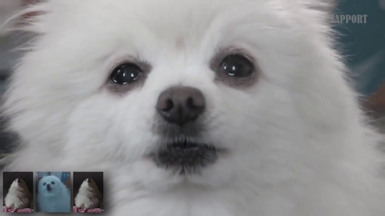 Gabe the Dog - YouTube