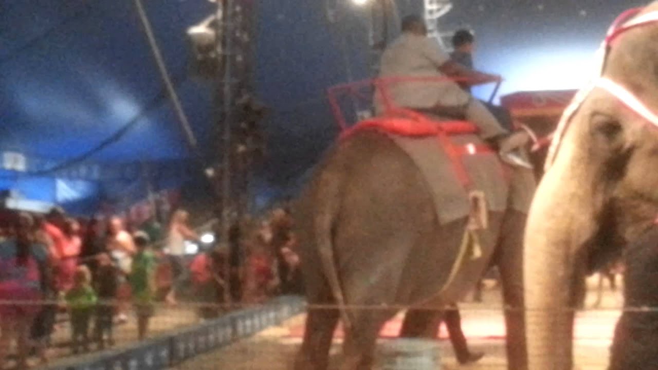 Purple Cat and Bear ride Elephant - YouTube