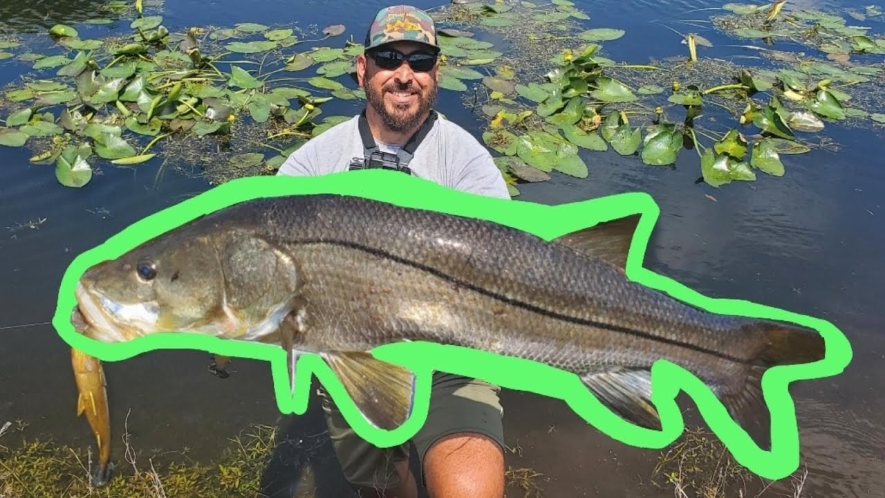 Huge Freshwater Snook in a Tiny Canal!!! - YouTube