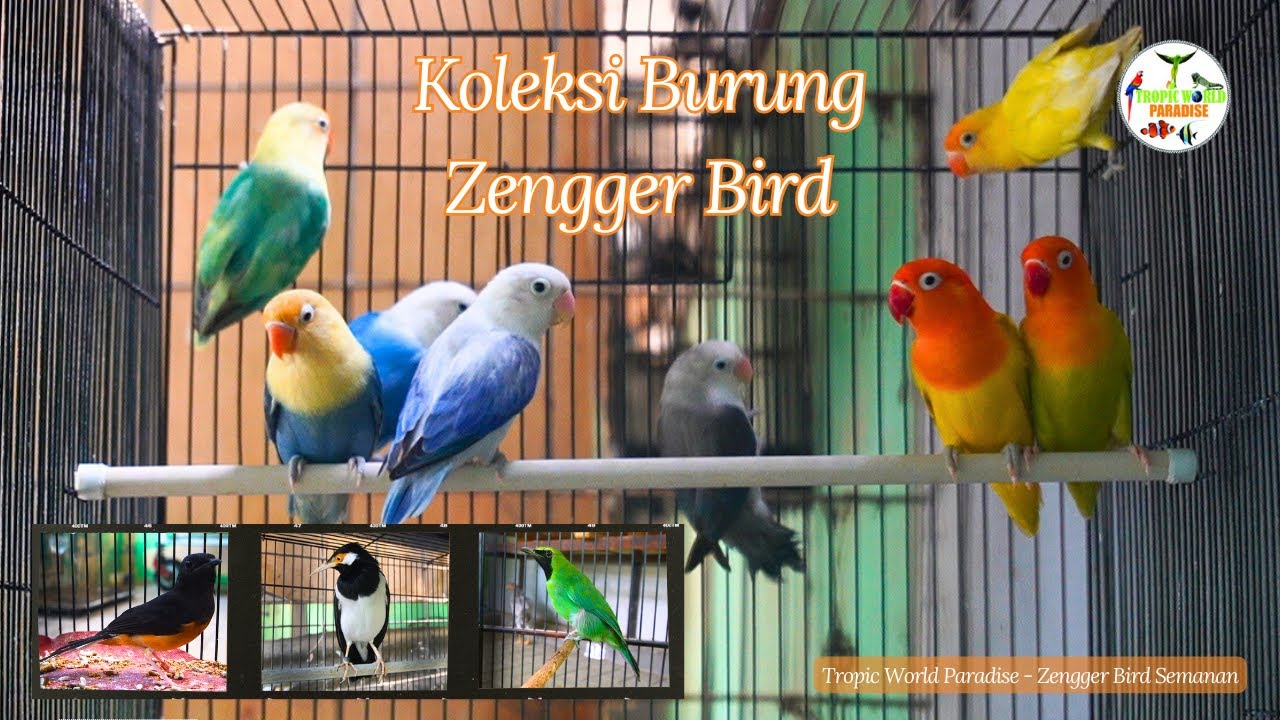KOLAB KALING | INTIP KOLEKSI BURUNG DI ZENGGER BIRD YUK - YouTube