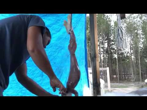 Processing Rabbits - YouTube