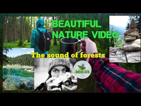 Beautiful Nature Video The sound of forests(DacusREX)🎶 - YouTube