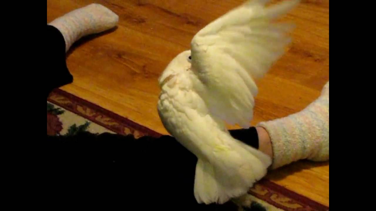 Goofy beak surfing 2 - YouTube