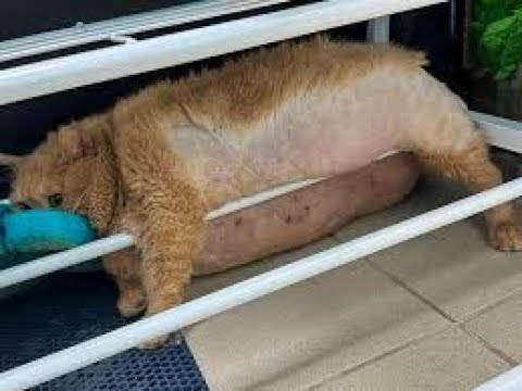 World’s Fattest Cat Crumbs Dies After Feline Fat Camp - YouTube