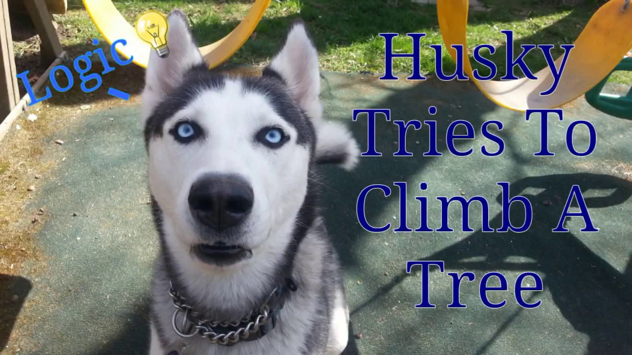 Husky Climbs A Tree? - YouTube