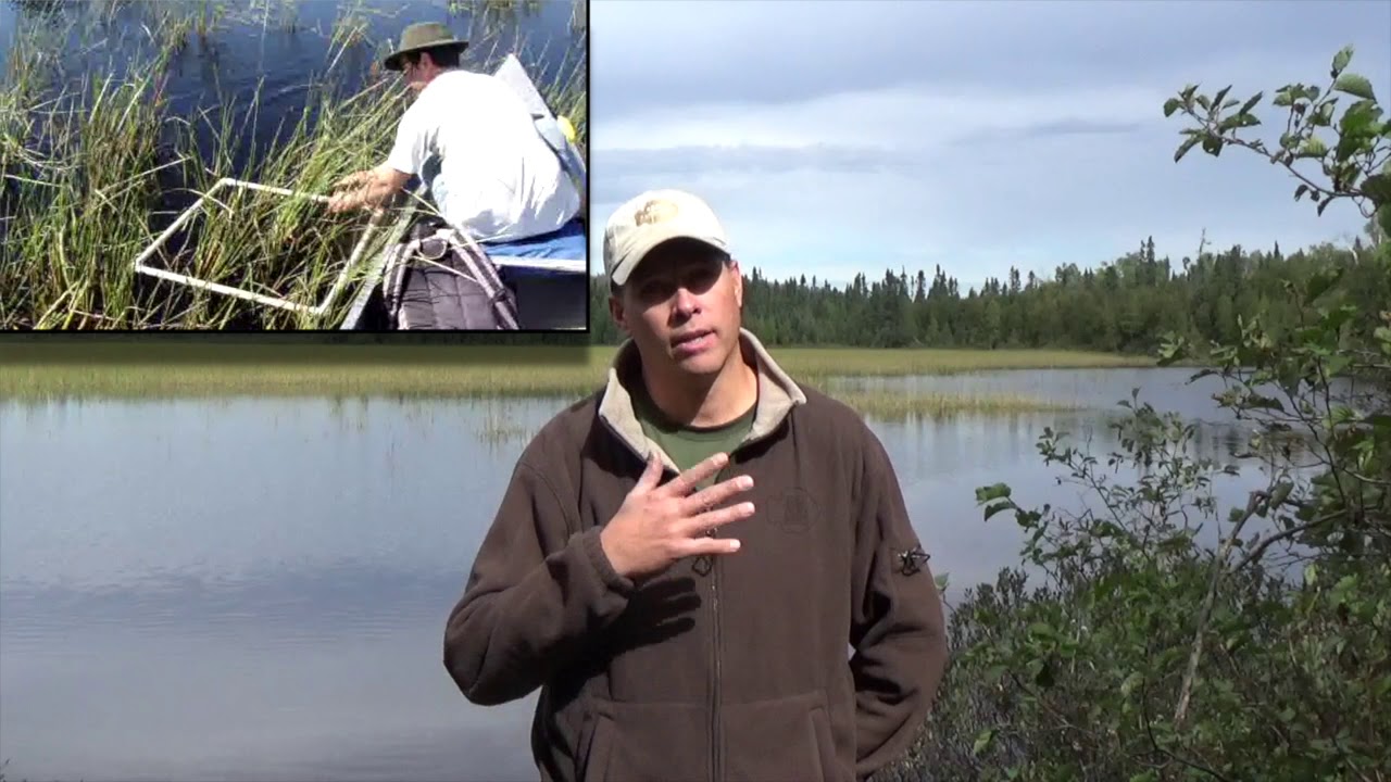 Ezhi-Ganawendamaang Manoomin (This is How we Take Care of Wild Rice ...