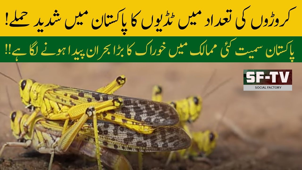 Locusts infestation | Plague of locusts are devouring crops | Social ...