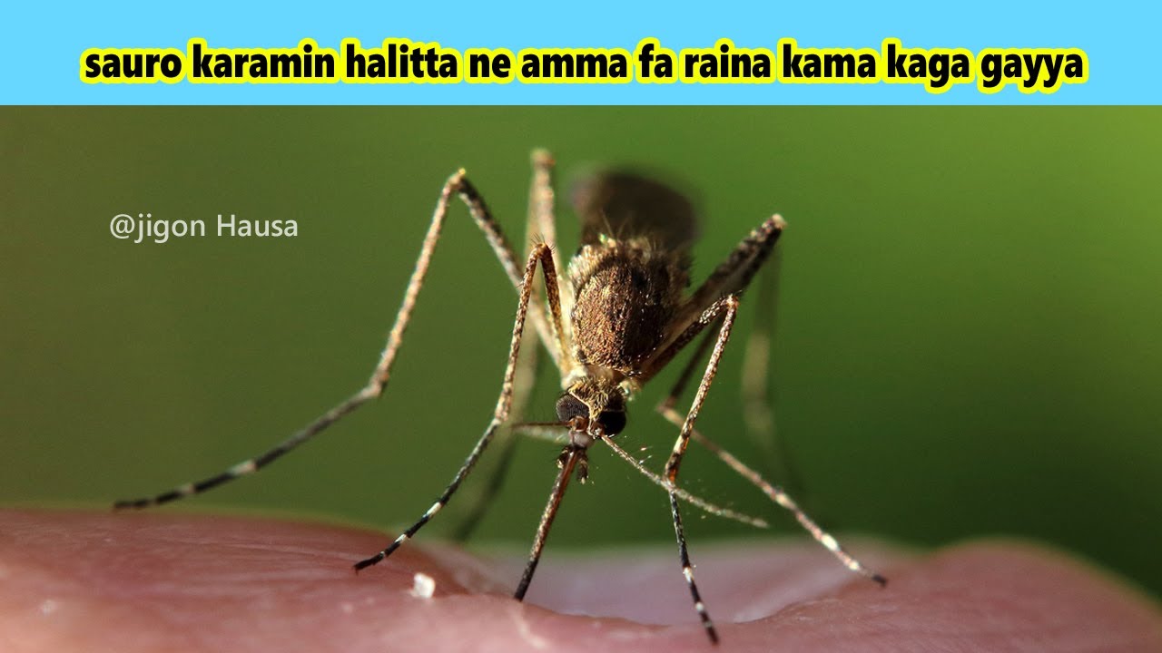 Sauro Karamin hallita ne, amma fa rena Kama Kaga gayya. - YouTube