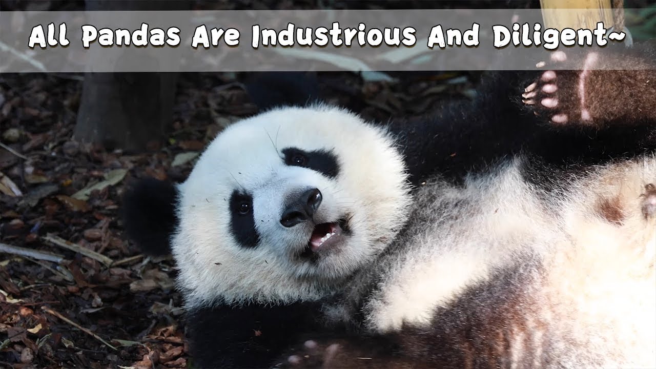 All Pandas Are Industrious And Diligent~ | iPanda - YouTube