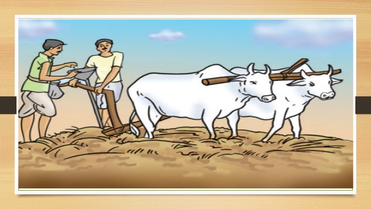 Crop Production And Management 3 YouTube crop-production-and-management-3-youtube